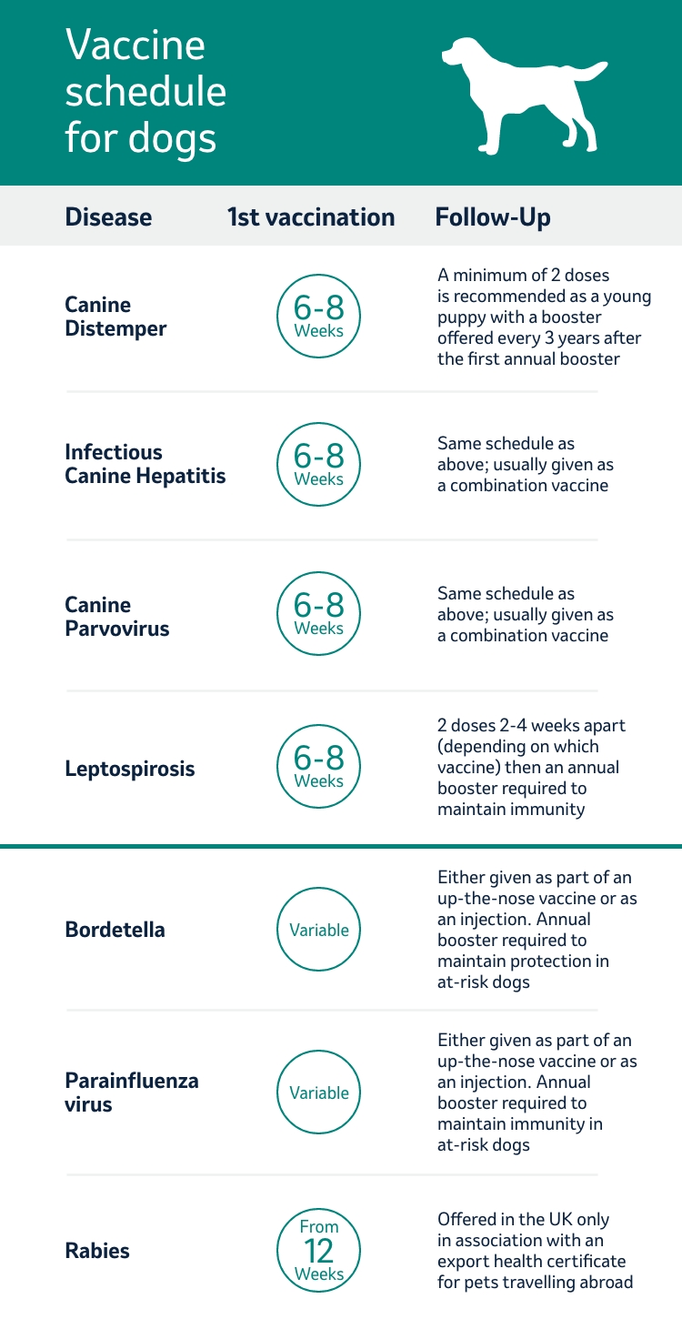 Vaccination schedule for dogs & cats | MyPet