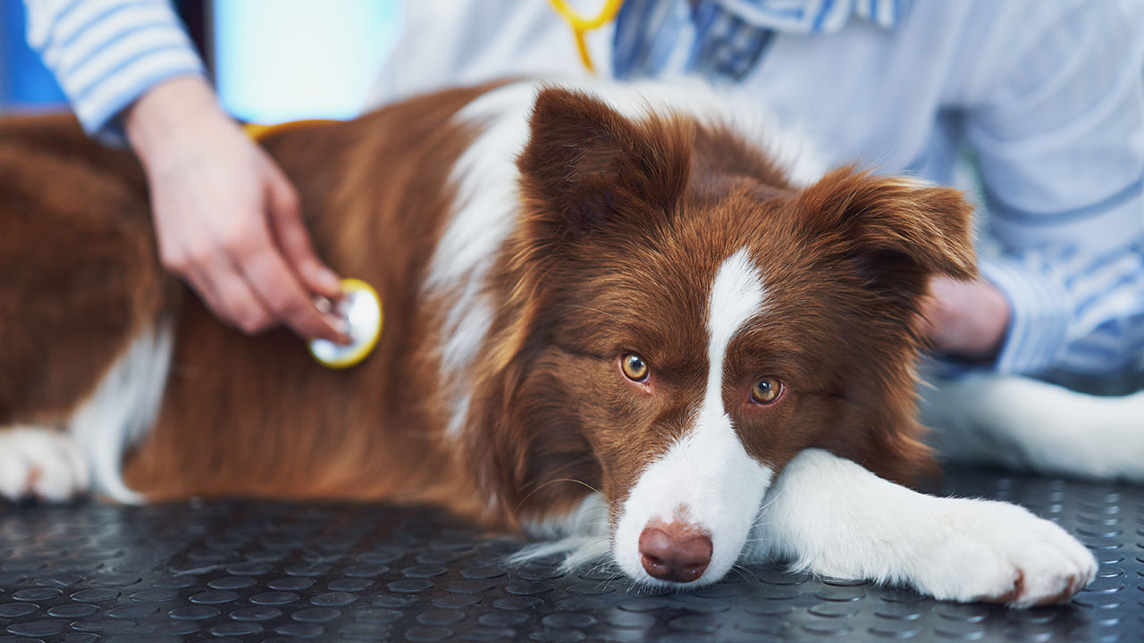 Pet Health Issues - How take the best care of pets | MyPet